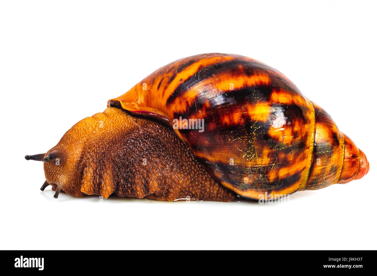Single Snail with a beautiful shell,nice coloring,close up isolated on ...