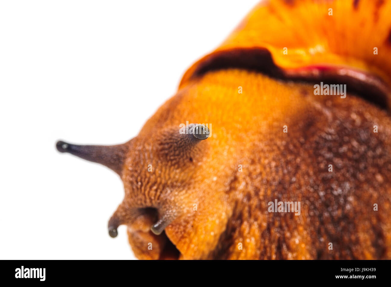 Single Snail with a beautiful shell,nice coloring,close up isolated on ...