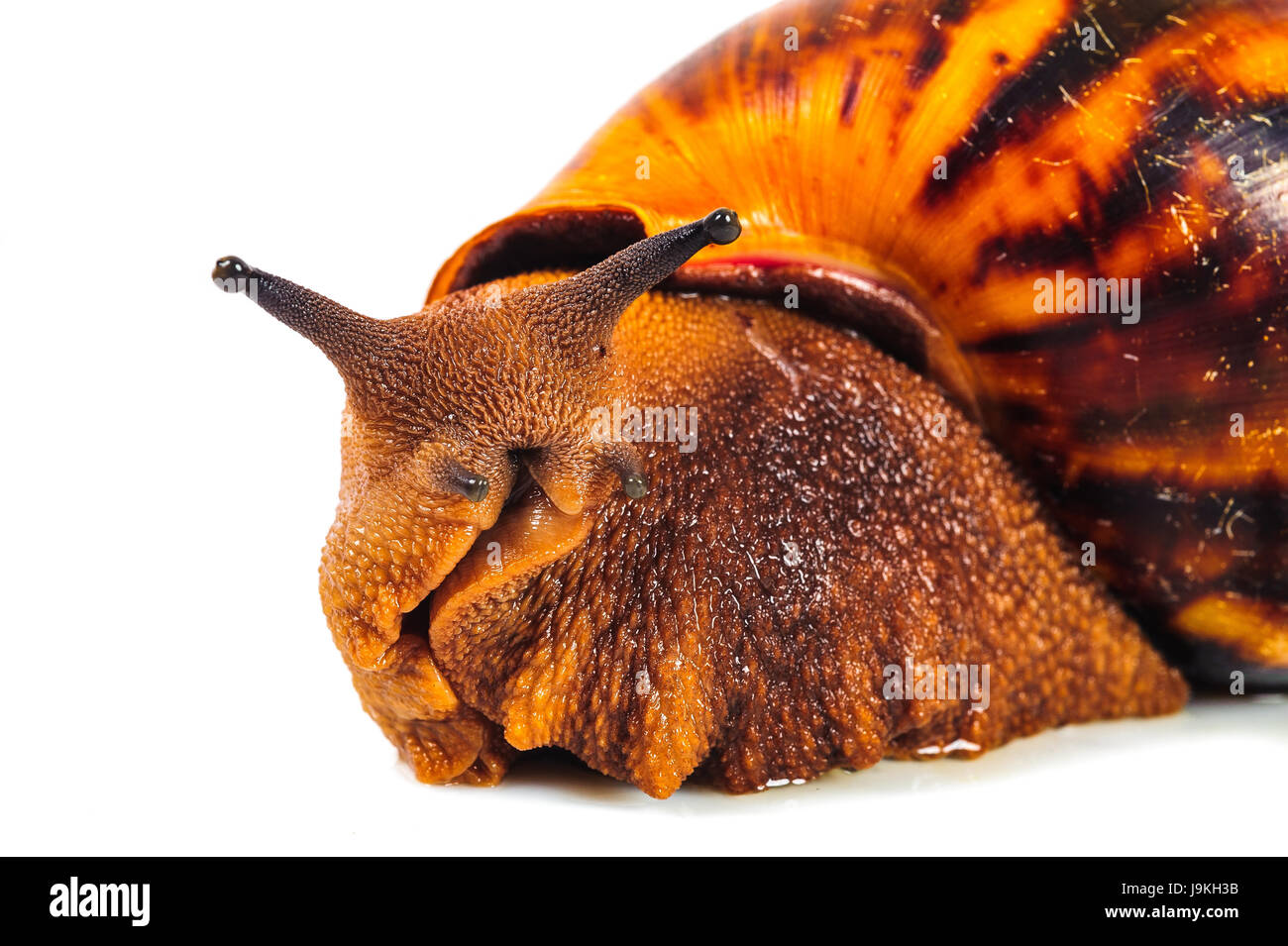 Single Snail with a beautiful shell,nice coloring,close up isolated on ...