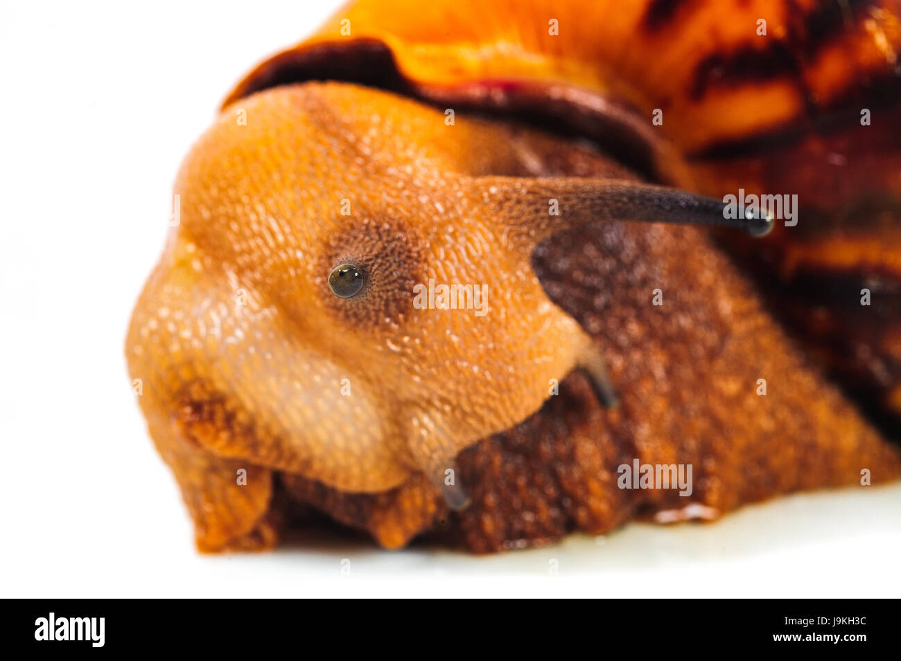 Single Snail with a beautiful shell,nice coloring,close up isolated on ...