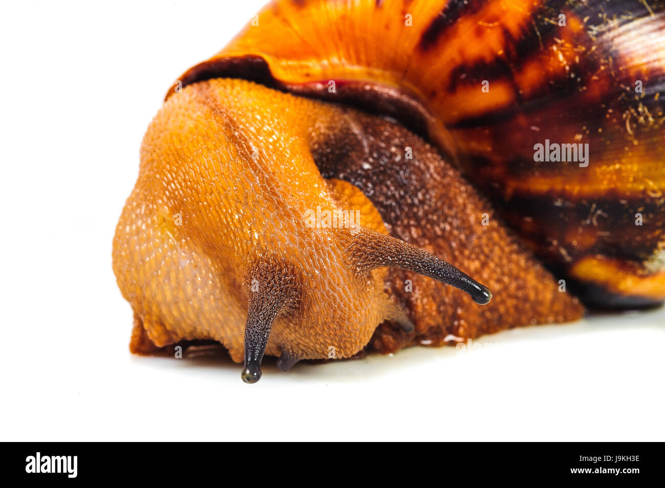 Single Snail with a beautiful shell,nice coloring,close up isolated on ...