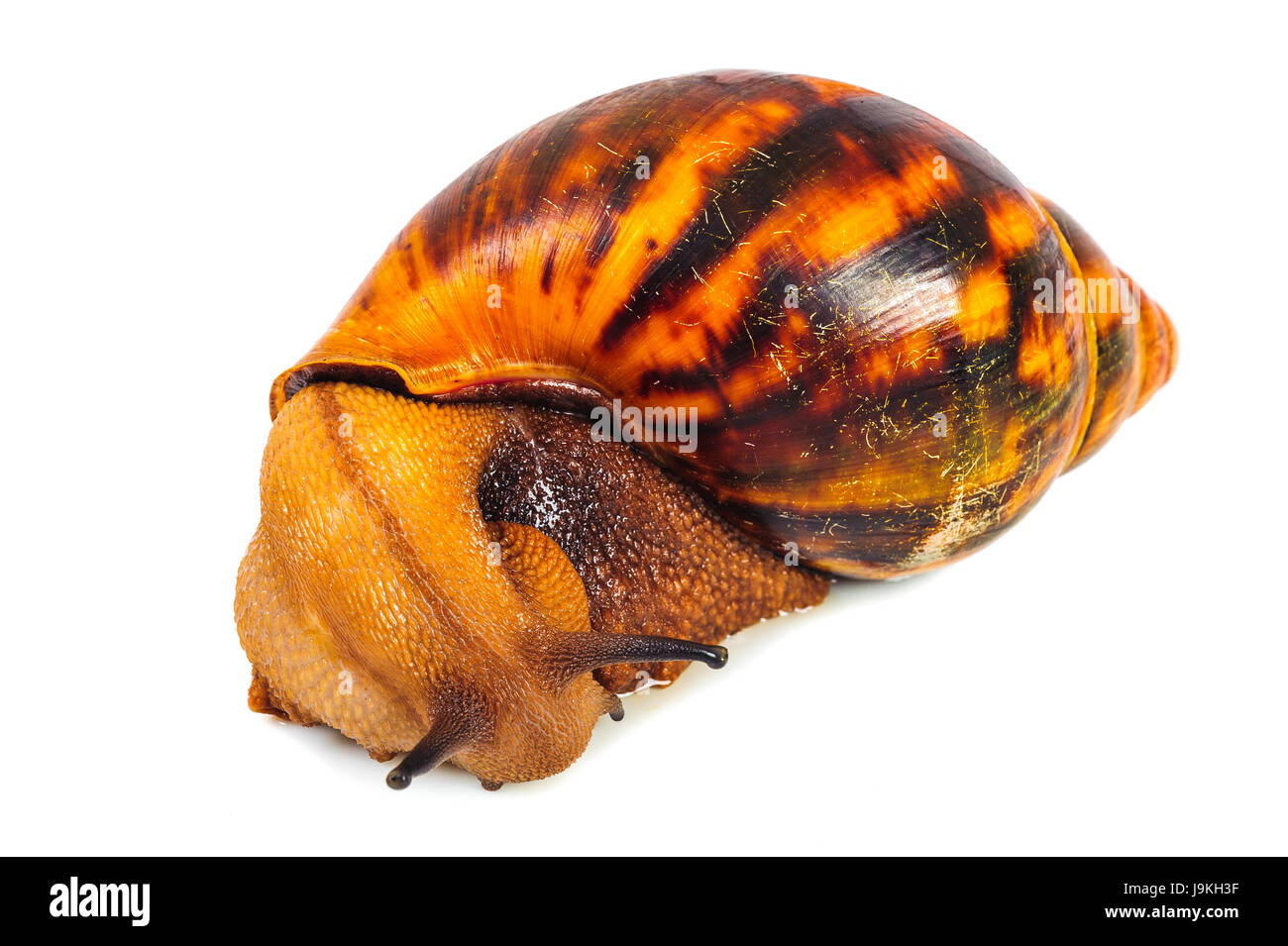 Single Snail with a beautiful shell,nice coloring,close up isolated on ...