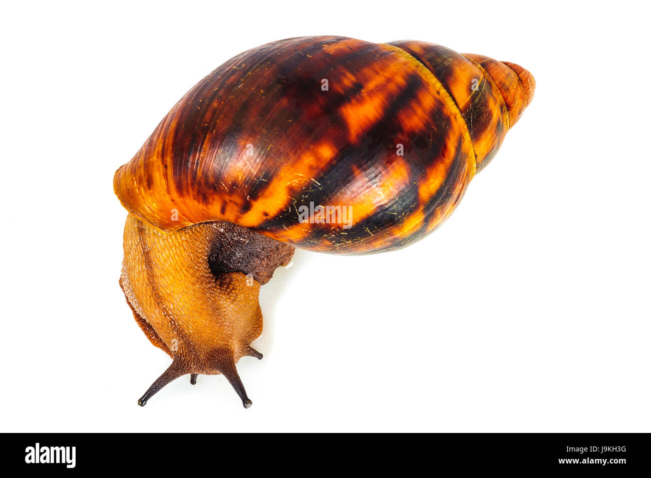 Single Snail with a beautiful shell,nice coloring,close up isolated on ...
