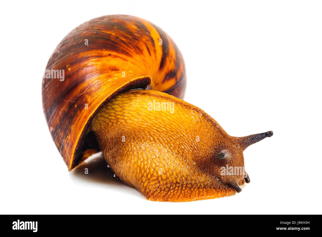 Single Snail with a beautiful shell,nice coloring,close up isolated on ...