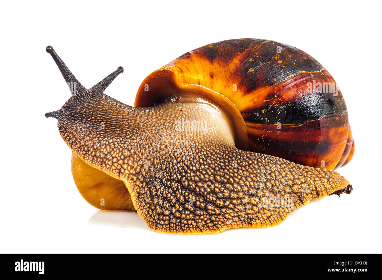 Single Snail with a beautiful shell,nice coloring,close up isolated on ...
