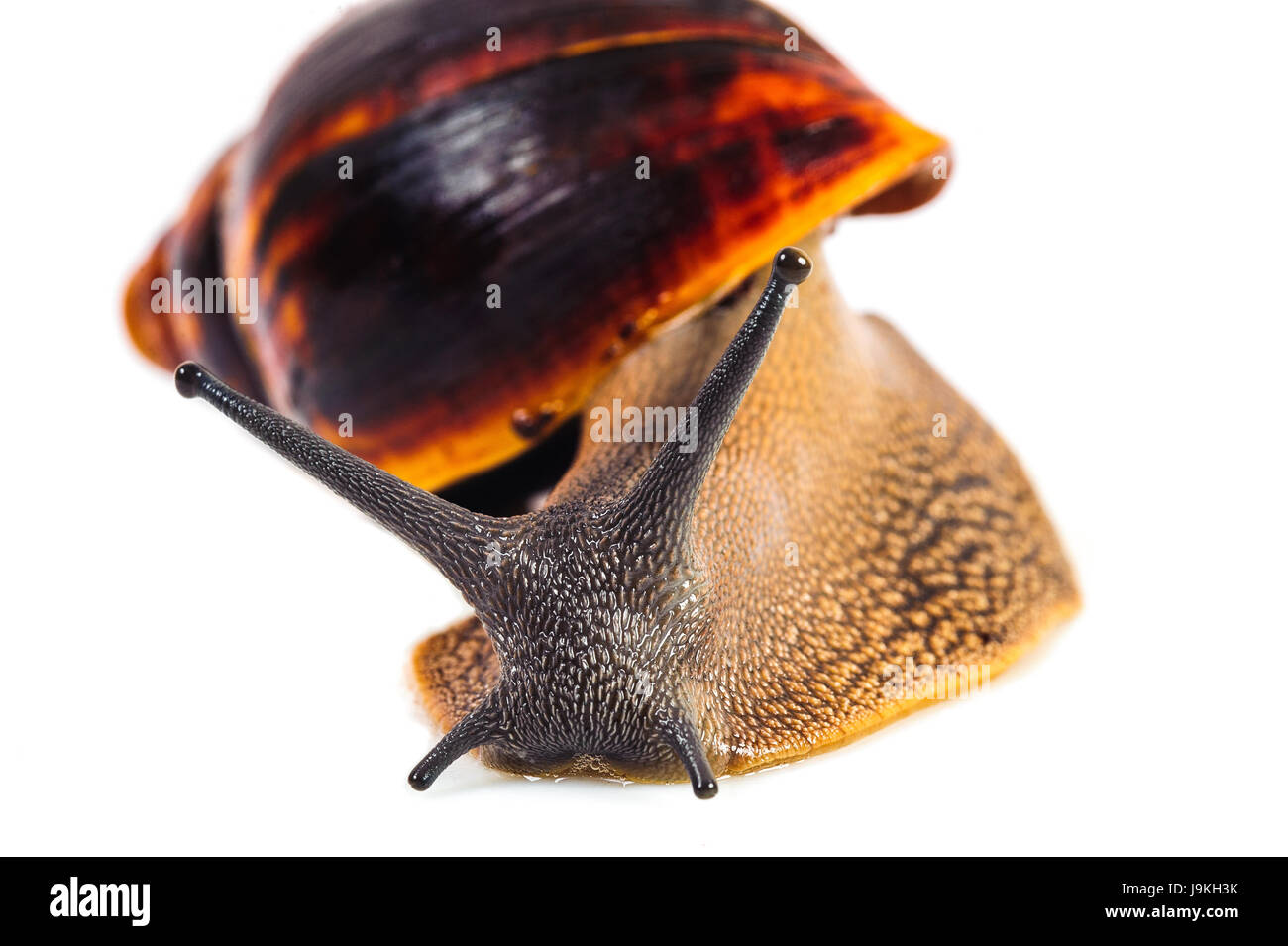 Single Snail with a beautiful shell,nice coloring,close up isolated on ...
