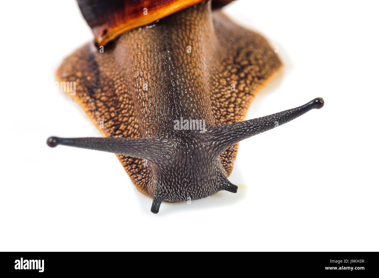 Single Snail with a beautiful shell,nice coloring,close up isolated on ...
