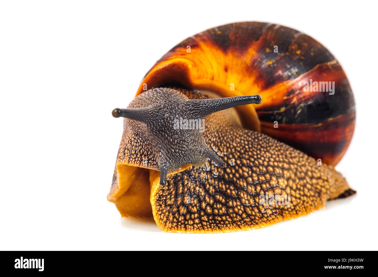 Single Snail with a beautiful shell,nice coloring,close up isolated on ...