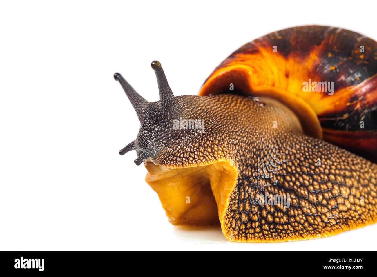 Single Snail with a beautiful shell,nice coloring,close up isolated on ...