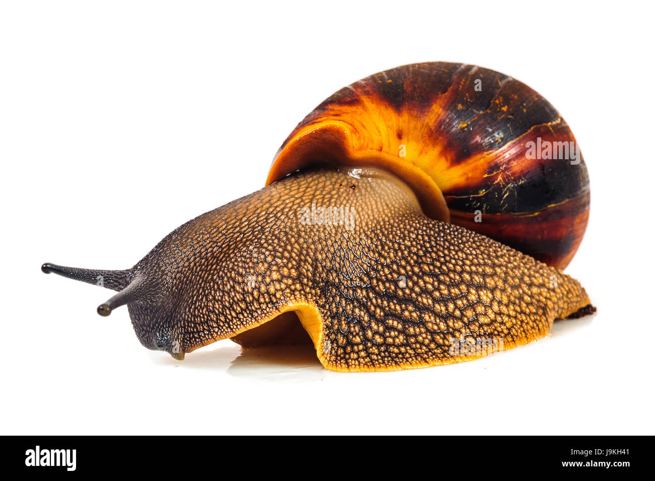 Single Snail with a beautiful shell,nice coloring,close up isolated on ...