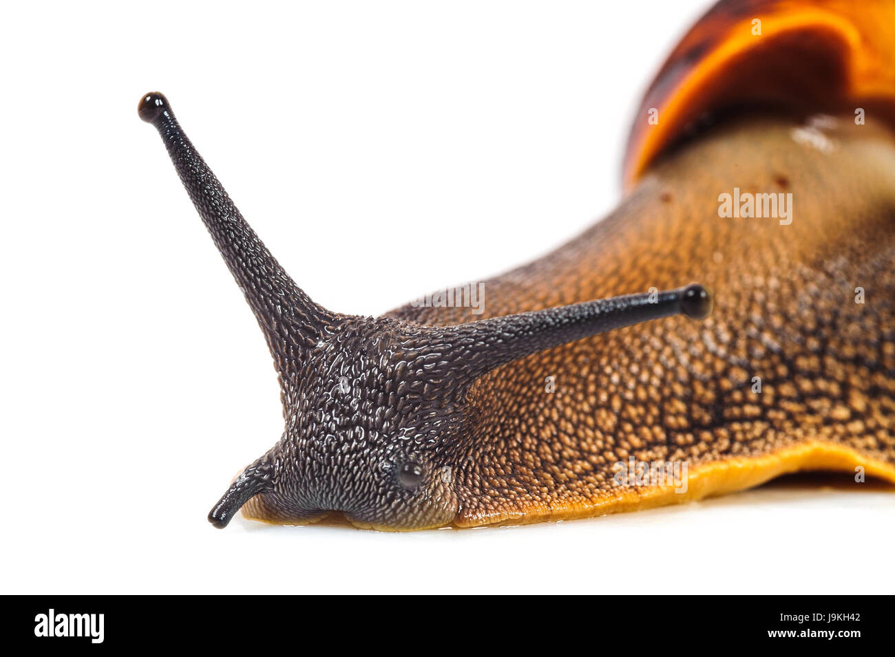 Single Snail with a beautiful shell,nice coloring,close up isolated on ...