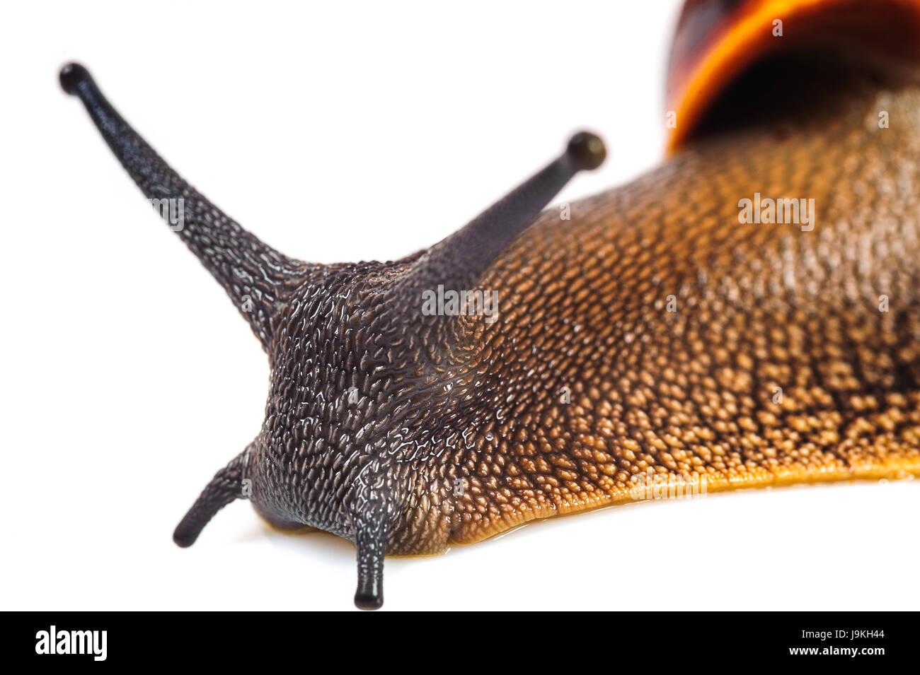 Single Snail with a beautiful shell,nice coloring,close up isolated on ...