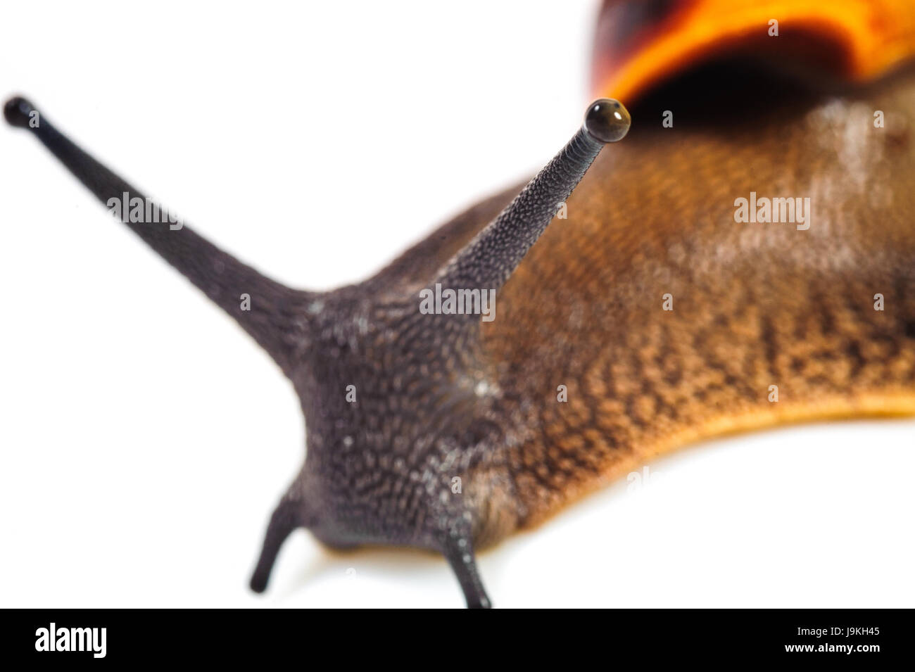 Single Snail with a beautiful shell,nice coloring,close up isolated on ...