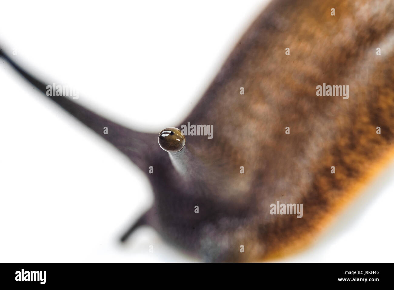 Single Snail with a beautiful shell,nice coloring,close up isolated on ...