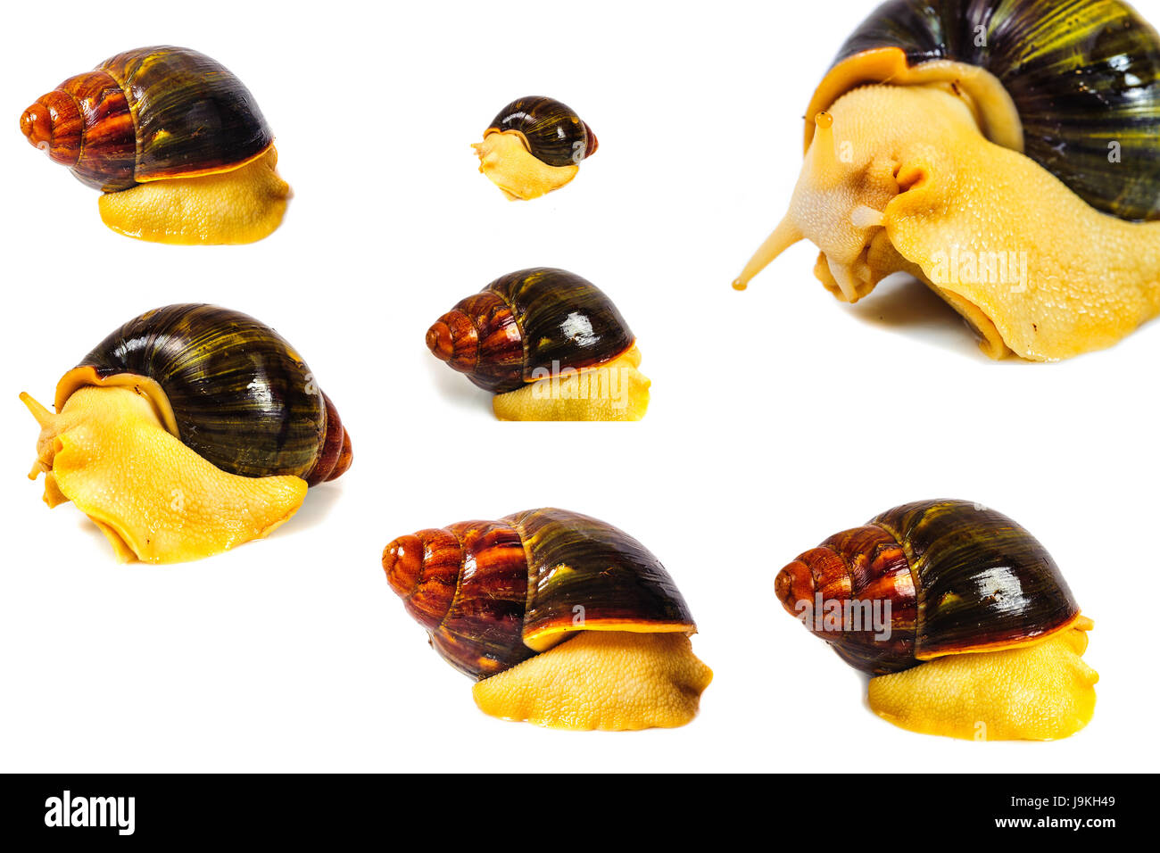 Single Snail with a beautiful shell,nice coloring,close up isolated on ...