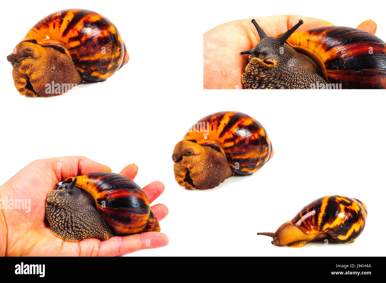 Single Snail in hand with a beautiful shell,nice coloring,close up ...