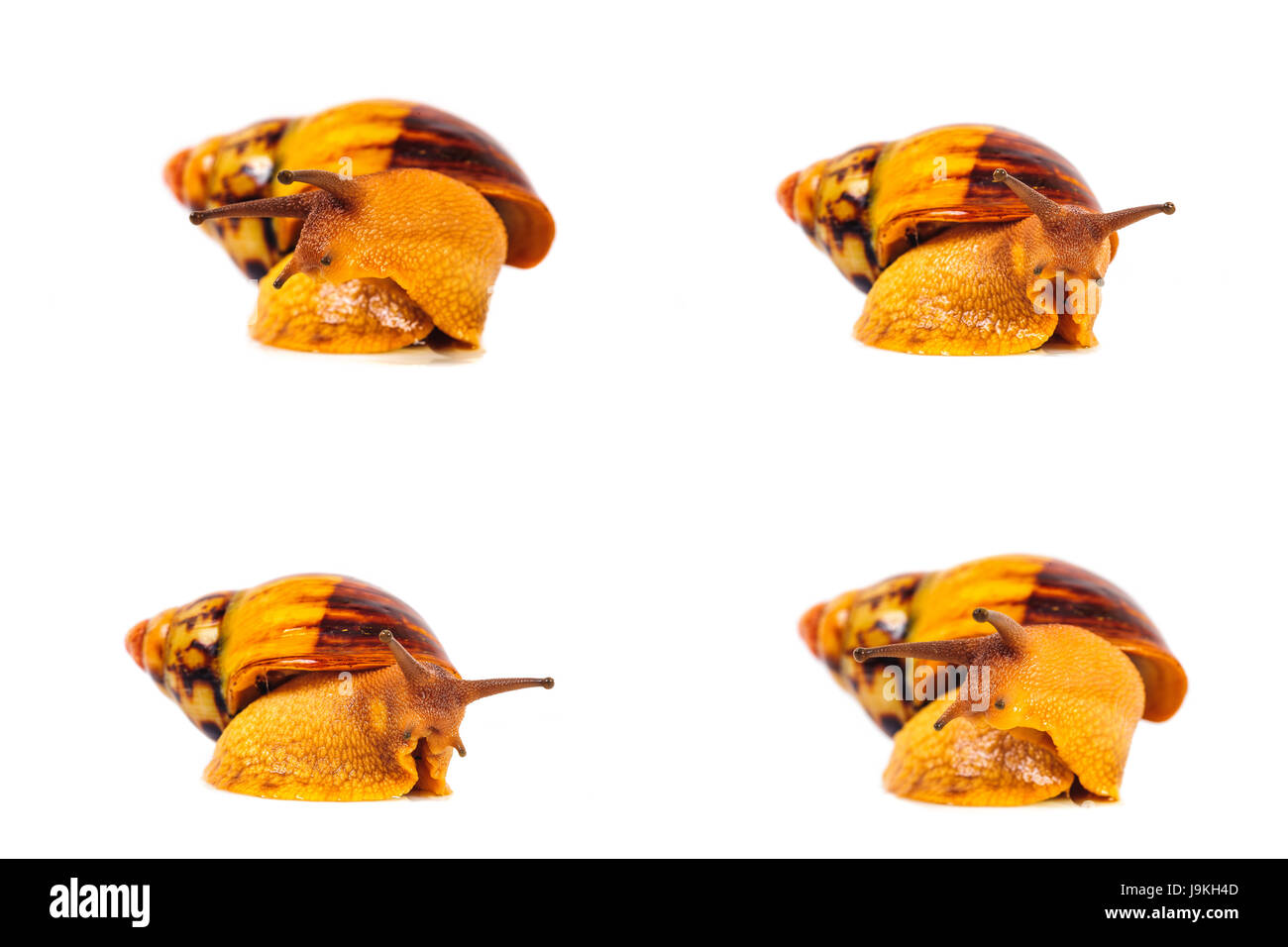 Single Snail with a beautiful shell,nice coloring,close up isolated on ...