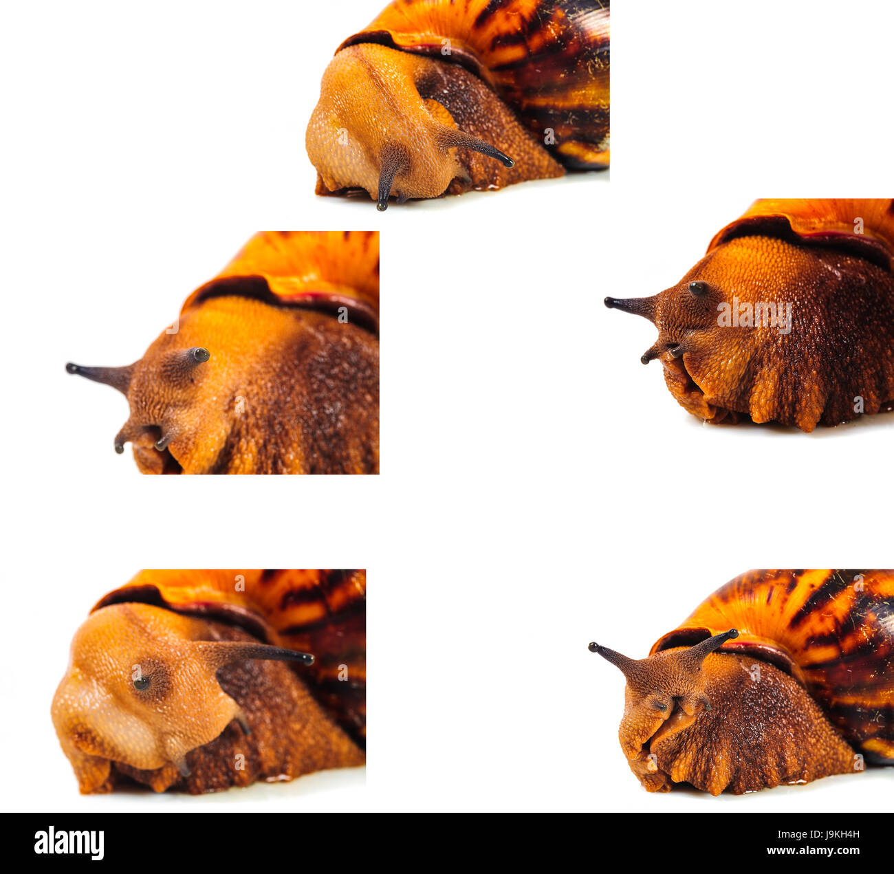 Single Snail with a beautiful shell,nice coloring,close up isolated on ...