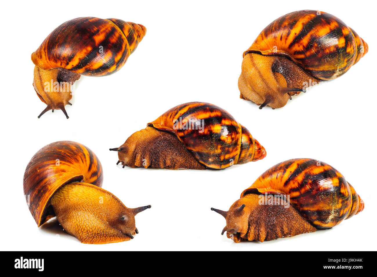 Single Snail with a beautiful shell,nice coloring,close up isolated on ...