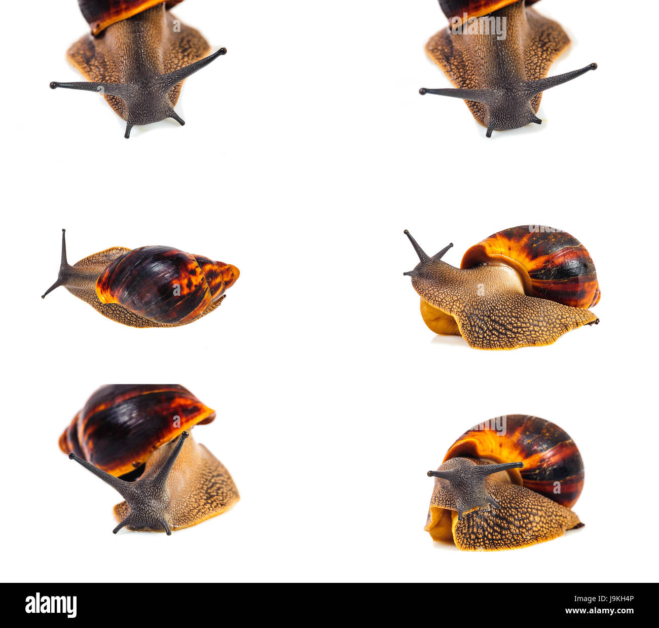 Single Snail with a beautiful shell,nice coloring,close up isolated on ...