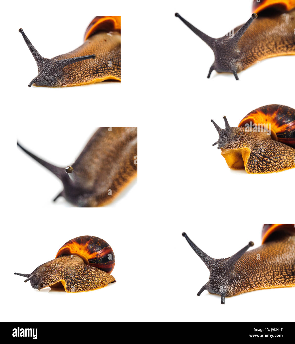 Single Snail with a beautiful shell,nice coloring,close up isolated on ...