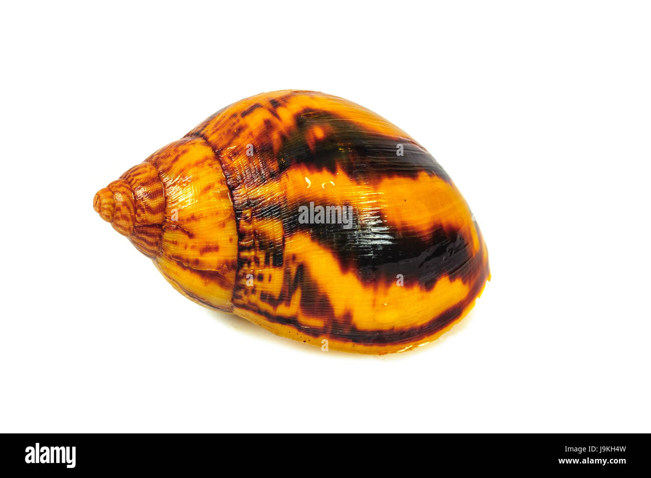 Single Snail with a beautiful shell,nice coloring,close up isolated on ...