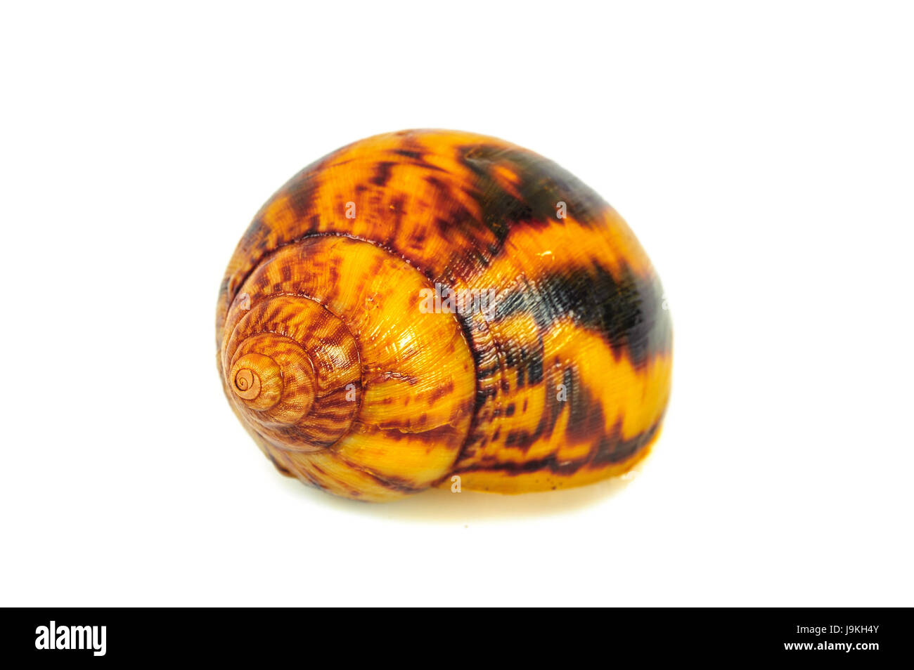 Single Snail with a beautiful shell,nice coloring,close up isolated on ...