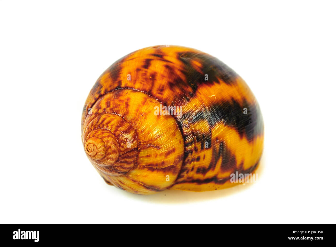 Single Snail with a beautiful shell,nice coloring,close up isolated on ...