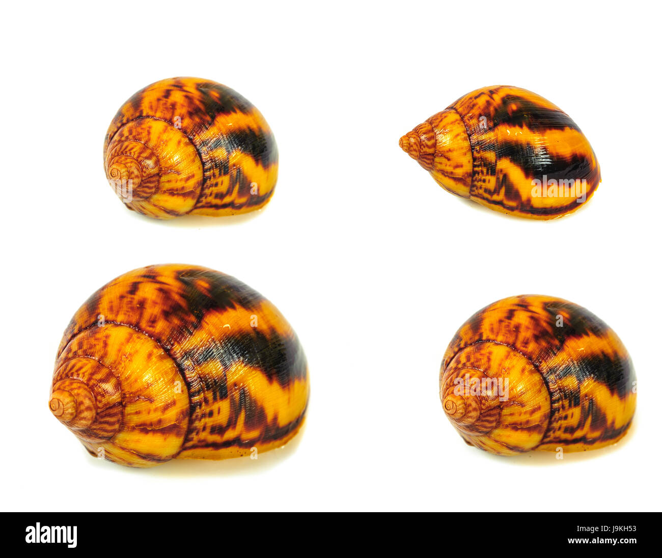 Single Snail with a beautiful shell,nice coloring,close up isolated on ...