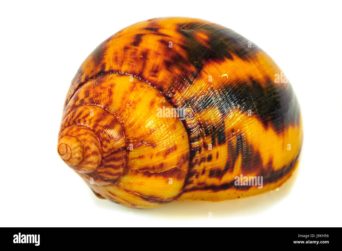 Single Snail with a beautiful shell,nice coloring,close up isolated on ...