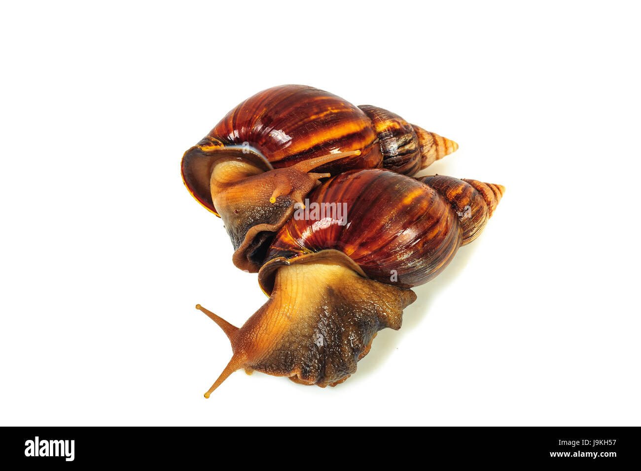 two Snaisl with a beautiful shell,nice coloring,close up isolated on ...