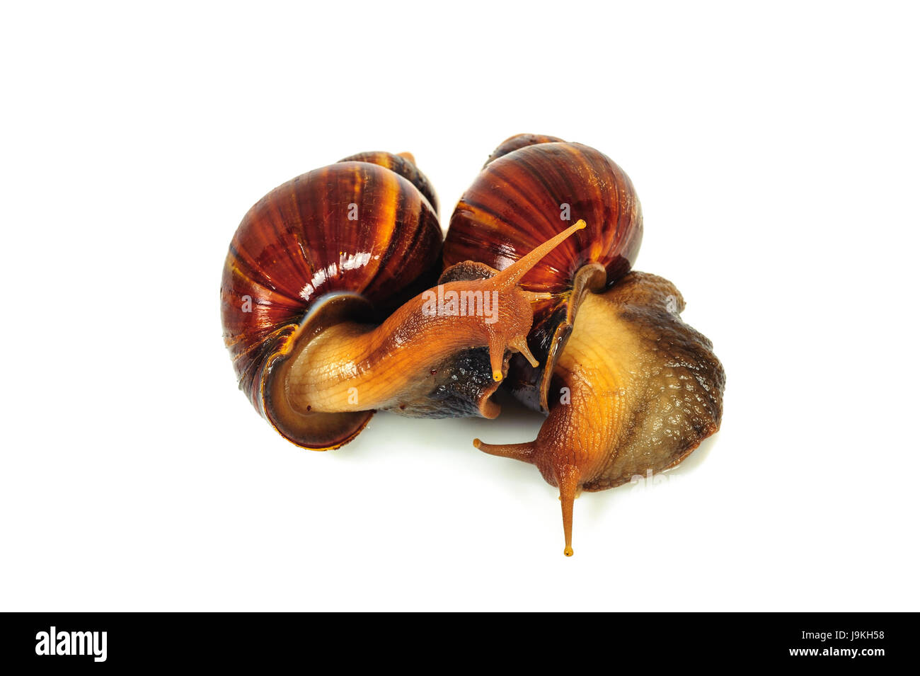 two Snaisl with a beautiful shell,nice coloring,close up isolated on ...