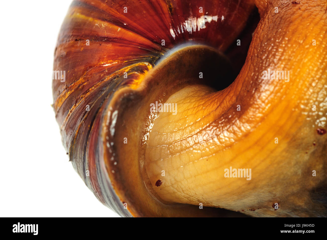 Single Snail with a beautiful shell,nice coloring,close up isolated on ...