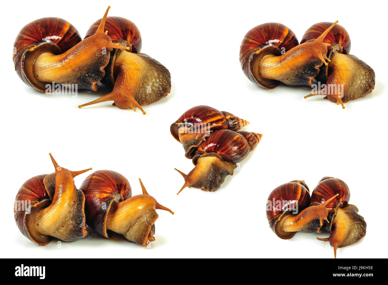 two Snaisl with a beautiful shell,nice coloring,close up isolated on ...