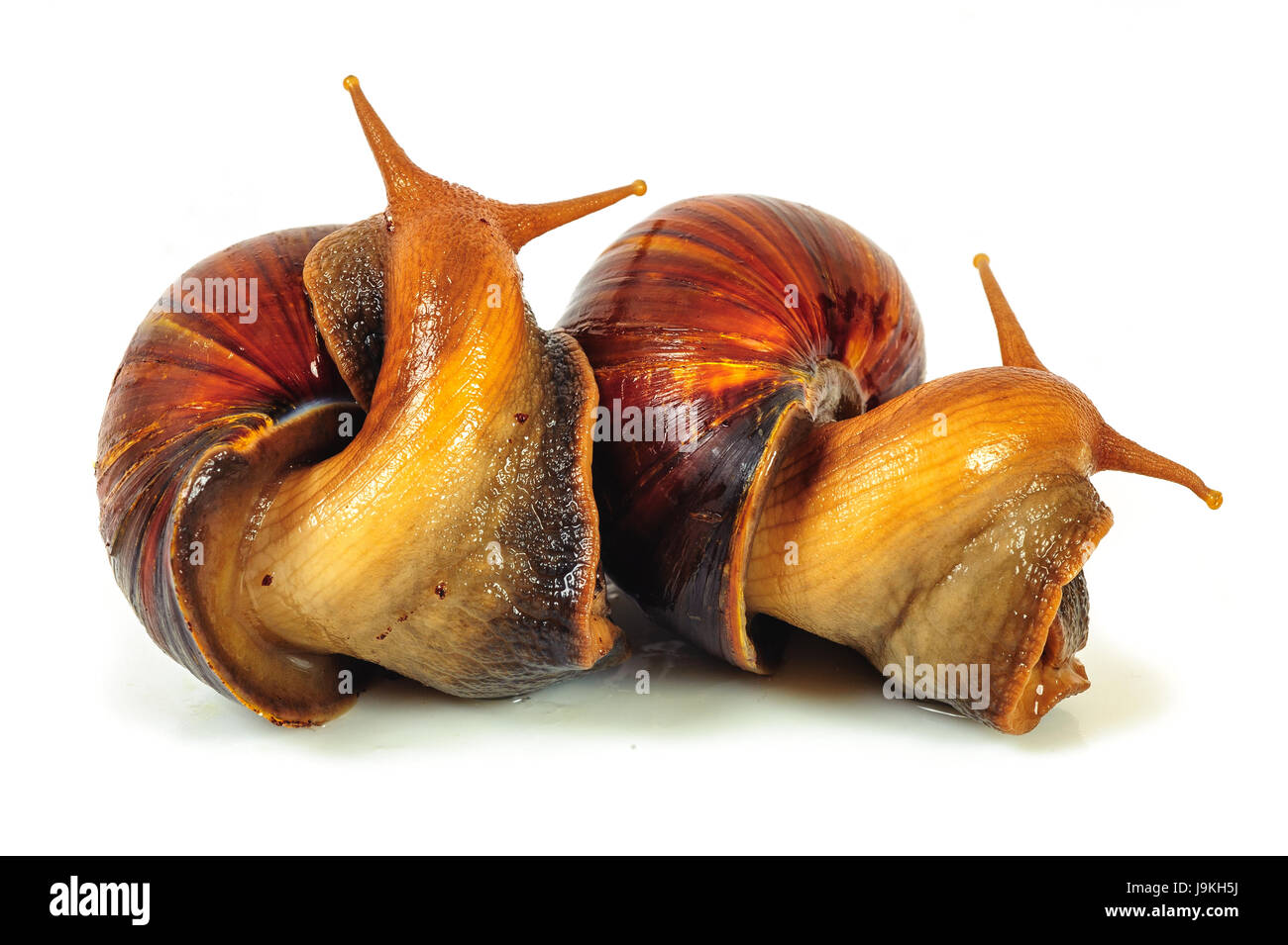 two Snaisl with a beautiful shell,nice coloring,close up isolated on ...