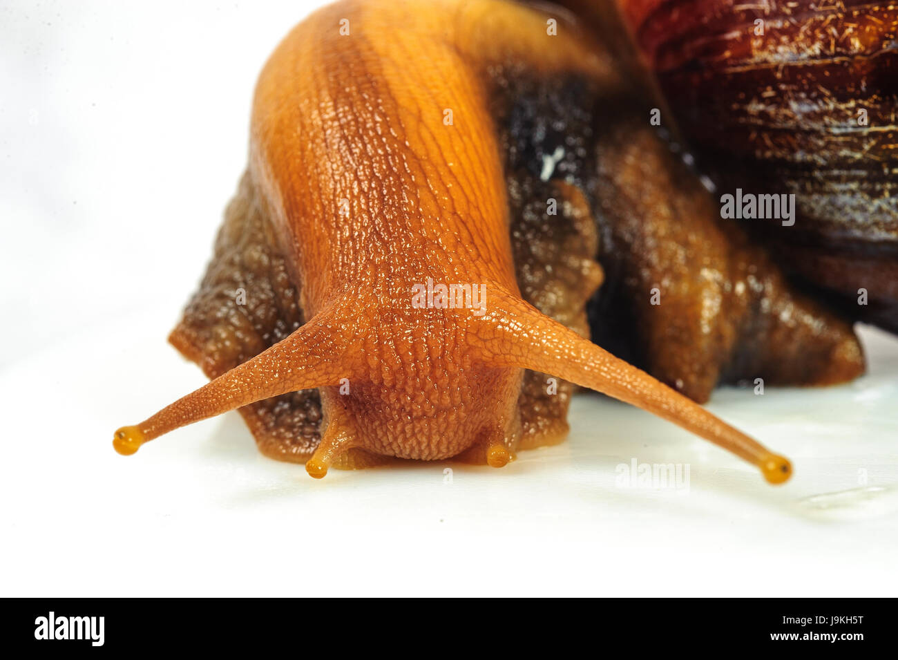 Single Snail with a beautiful shell,nice coloring,close up isolated on ...