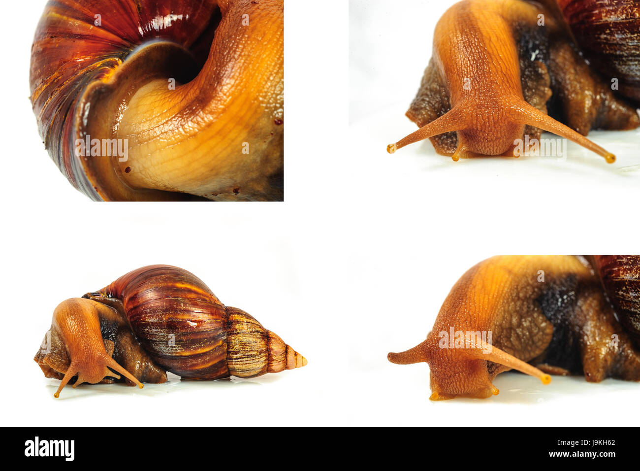 Single Snail with a beautiful shell,nice coloring,close up isolated on ...