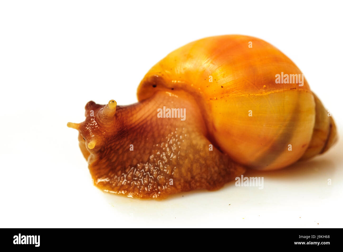 Single Snail with a beautiful shell,nice coloring,close up isolated on ...