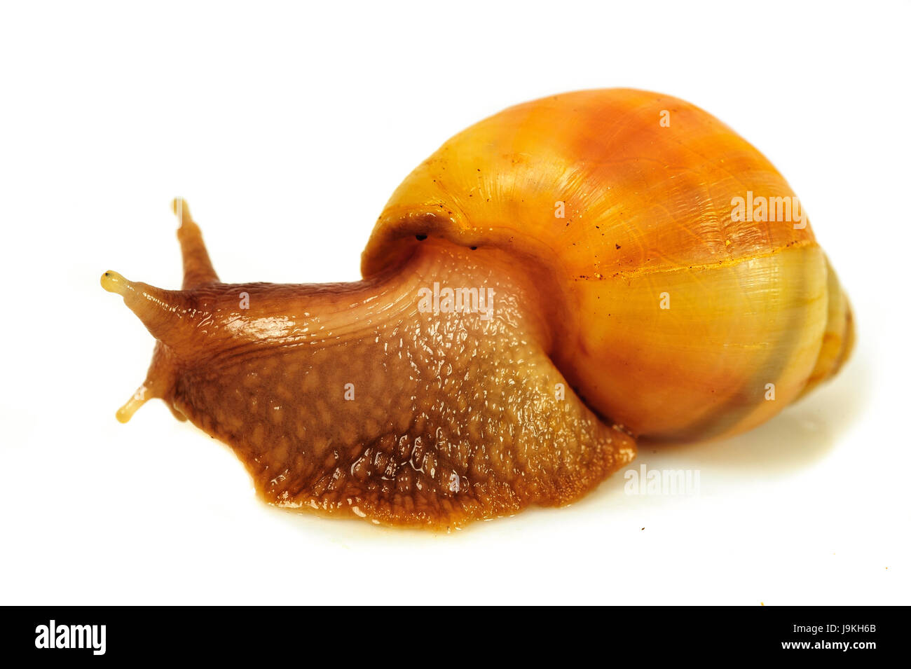 Single Snail with a beautiful shell,nice coloring,close up isolated on ...
