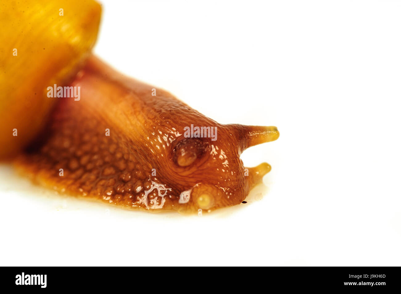 Single Snail with a beautiful shell,nice coloring,close up isolated on ...