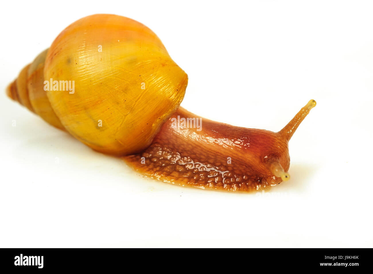 Single Snail with a beautiful shell,nice coloring,close up isolated on ...