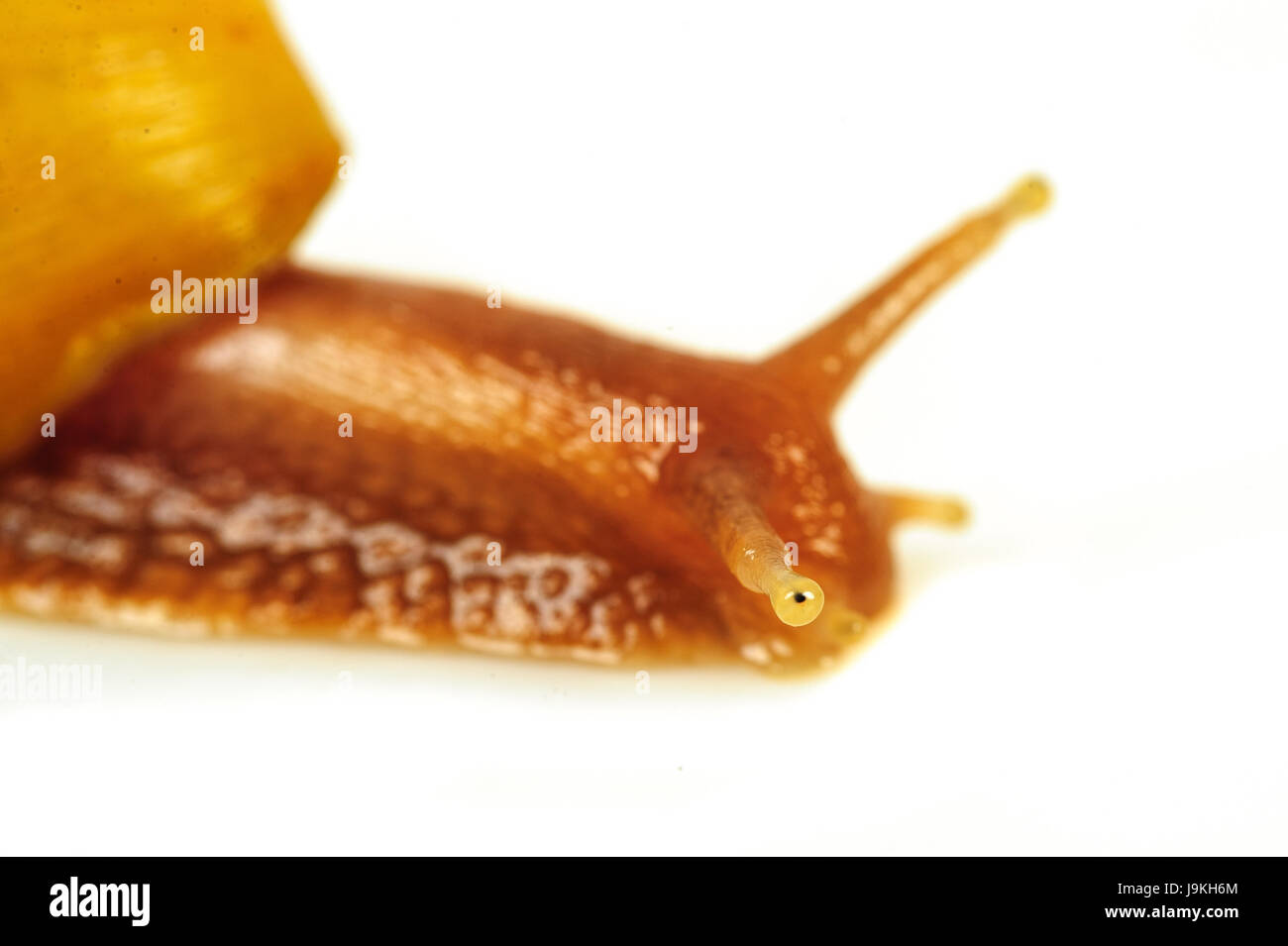 Single Snail with a beautiful shell,nice coloring,close up isolated on ...