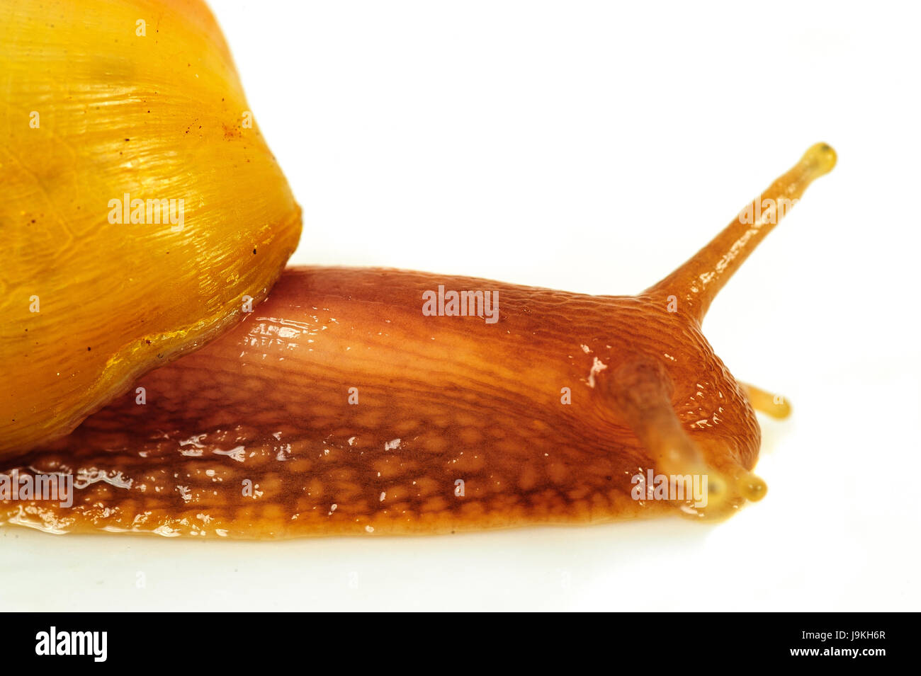 Single Snail with a beautiful shell,nice coloring,close up isolated on ...