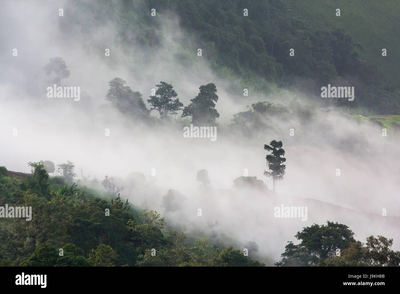 Fog flow at tropical rain forest and mountain landscape Stock Photo - Alamy