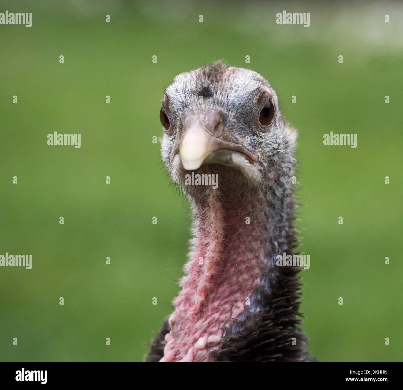 Bronze Turkey Bird Stock Photos & Bronze Turkey Bird Stock Images - Alamy