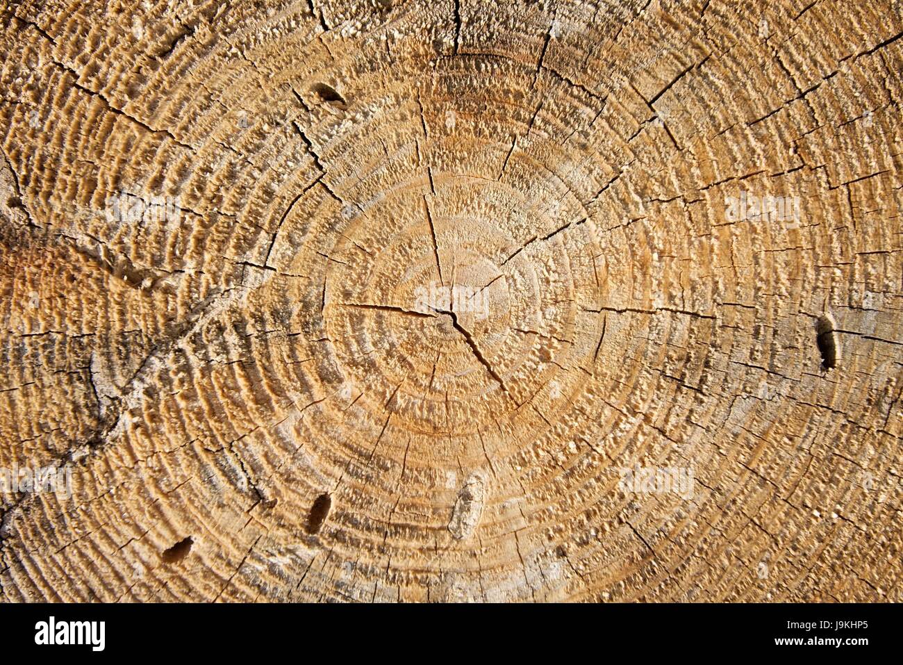 tree, wood, trunk, material, drug, anaesthetic, addictive drug, mark ...