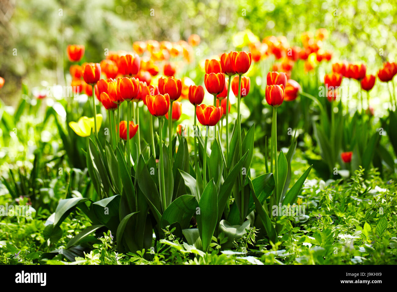 flower, plant, tulips, tulip, colour, flower, flowers, plant, sunlight ...