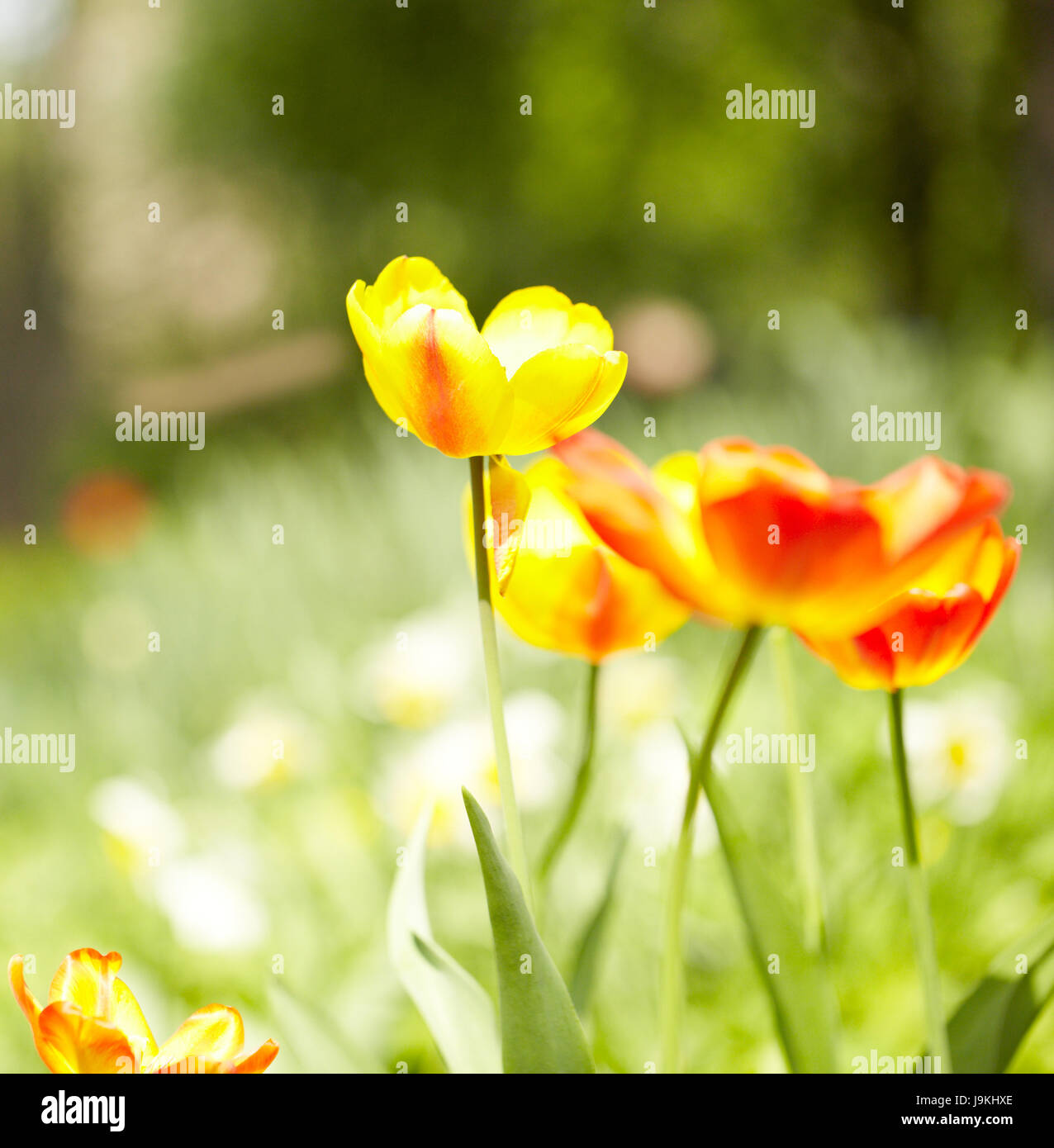 flower, plant, tulips, tulip, colour, flower, plant, summer, summerly Stock Photo - Alamy