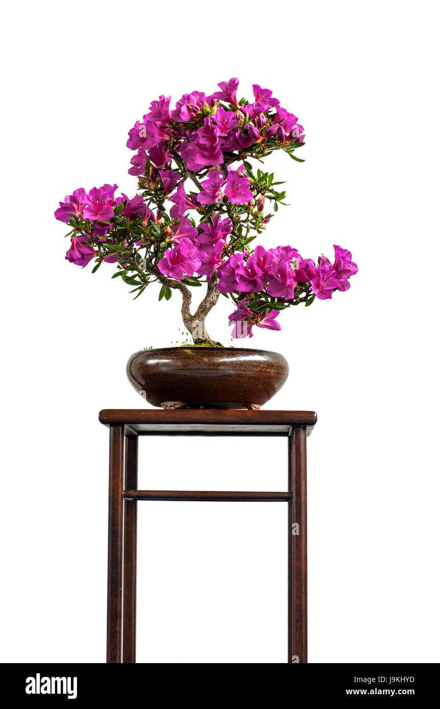 tree, bloom, blossom, flourish, flourishing, blossoms, bleed, buddhism ...
