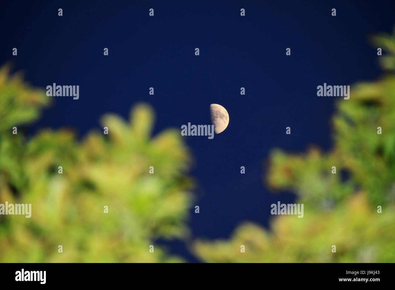 leaf, tree, night, nighttime, moon, time, space, evening, spring ...
